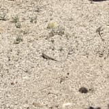 Cholla Cactus Garden, California - 2,284 Reviews, Map | AllTrails