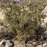 Cholla Cactus Garden, California - 2,284 Reviews, Map | AllTrails