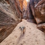 Wire Pass Trail, Utah - 2,858 Reviews, Map | AllTrails