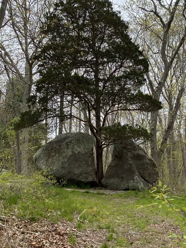 Best Dog Friendly Trails in Cockaponset State Forest | AllTrails