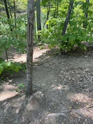 Best Wild Flowers Trails in Latta Nature Preserve | AllTrails