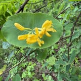 North Rim, Mossback Ridge, and Greenfield Trails Loop, Arkansas - 817 ...