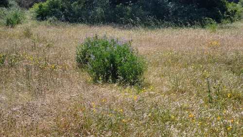 Best Hard Trails in Garland Ranch Regional Park | AllTrails