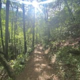 Dukes Creek Trail, Georgia - 3,170 Reviews, Map | AllTrails