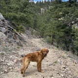 Lefthand Canyon Trail, Colorado - 473 Reviews, Map | AllTrails