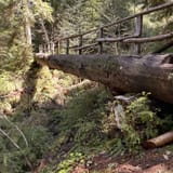 Spider Lake Trail, Washington - 240 Reviews, Map | AllTrails