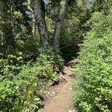 Abby Grind, British Columbia, Canada - 2,153 Reviews, Map | AllTrails