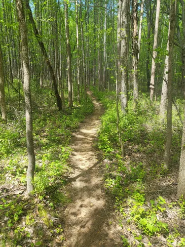 Best Mountain Biking Trails in Bacon Ridge Natural Area | AllTrails