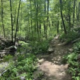 Rose River Trail, Virginia - 4,597 Reviews, Map | AllTrails