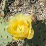 Cactus Forest Loop Drive, Arizona - 462 Reviews, Map | AllTrails