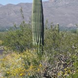 Cactus Forest Loop Drive, Arizona - 462 Reviews, Map | AllTrails