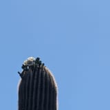 Cactus Forest Loop Drive, Arizona - 462 Reviews, Map | AllTrails