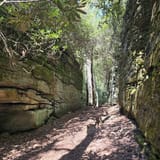 Rock City Trail, West Virginia - 525 Reviews, Map | AllTrails