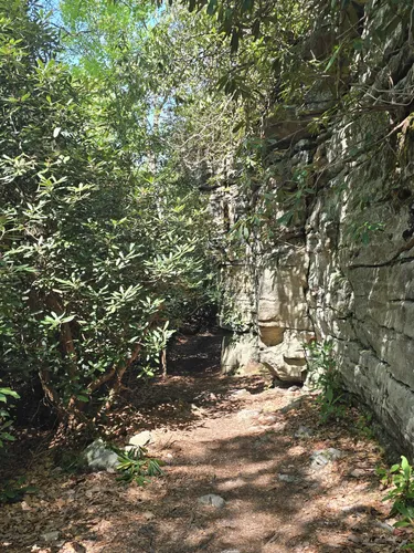 Best Easy Trails in Coopers Rock State Forest | AllTrails