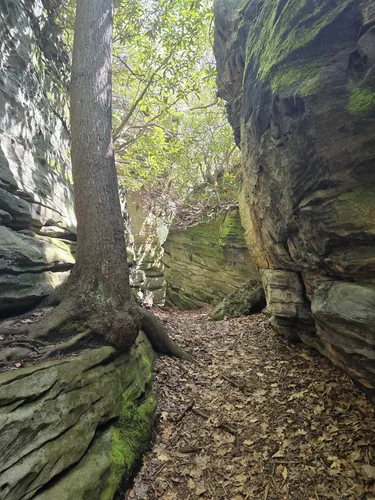 Best Easy Trails in Coopers Rock State Forest | AllTrails