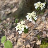 Shaker Mountain Loop via Shaker Trail, Massachusetts - 490 Reviews, Map ...