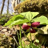 Shaker Mountain Loop via Shaker Trail, Massachusetts - 490 Reviews, Map ...