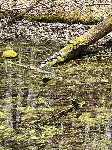 Best Lake Trails in Chenango Valley State Park | AllTrails