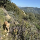 Agua Tibia Full Loop Trail, California - 223 Reviews, Map | AllTrails