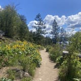 Tubbs Hill, Idaho - 4,146 Reviews, Map | AllTrails