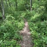 Kelly's Run Loop Trail, Pennsylvania - 3,431 Reviews, Map | AllTrails