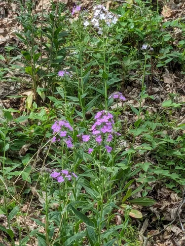 Best Wildlife Trails in Ono | AllTrails