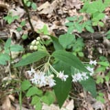 Berryman and Ozark Trail Loop, Missouri - 288 Reviews, Map | AllTrails