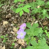 Berryman and Ozark Trail Loop, Missouri - 288 Reviews, Map | AllTrails