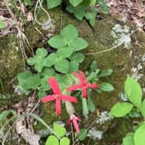 Berryman and Ozark Trail Loop, Missouri - 288 Reviews, Map | AllTrails