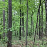 Berryman and Ozark Trail Loop, Missouri - 288 Reviews, Map | AllTrails