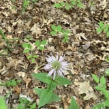Berryman and Ozark Trail Loop, Missouri - 288 Reviews, Map | AllTrails