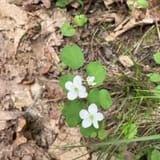 Berryman and Ozark Trail Loop, Missouri - 288 Reviews, Map | AllTrails