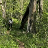 Duncan Ridge Trail, Georgia - 71 Reviews, Map | AllTrails