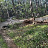 Duncan Ridge Trail, Georgia - 71 Reviews, Map | AllTrails