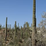 Bajada Loop Drive, Arizona - 229 Reviews, Map | AllTrails