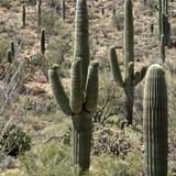 Bajada Loop Drive, Arizona - 229 Reviews, Map | AllTrails