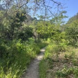 Murphy Ranch Trail, California - 3,859 Reviews, Map | AllTrails