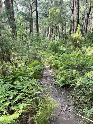 Best Bird Watching Trails in Monbulk | AllTrails
