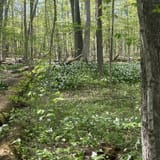 Aman Park Loop, Michigan - 1,503 Reviews, Map | AllTrails