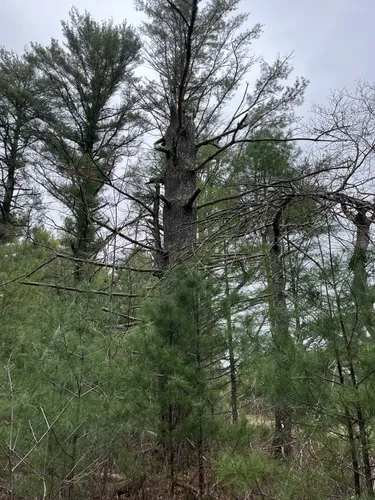 Best Views Trails in Myles Standish State Forest | AllTrails