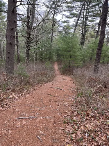Best Views Trails in Myles Standish State Forest | AllTrails