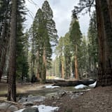 Circle Meadow Loop via Congress and General Sherman Tree Trail ...