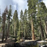 Circle Meadow Loop via Congress and General Sherman Tree Trail ...