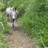 Lind Point Trail to Honeymoon Beach, Saint John, US Virgin Islands ...