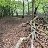 Epping Forest Main Path and Green Ride Circular, Essex, England - 1,242 ...
