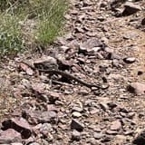 Barnhardt Trail Waterfall, Arizona - 929 Reviews, Map | AllTrails