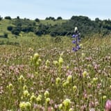 East Ridge and Cronan Ranch Loop, California - 1,061 Reviews, Map ...