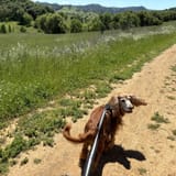 East Ridge and Cronan Ranch Loop, California - 1,061 Reviews, Map ...