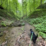 Low Gap Trail , Indiana - 1,281 Reviews, Map | AllTrails