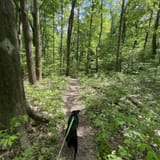 Low Gap Trail , Indiana - 1,445 Reviews, Map | AllTrails